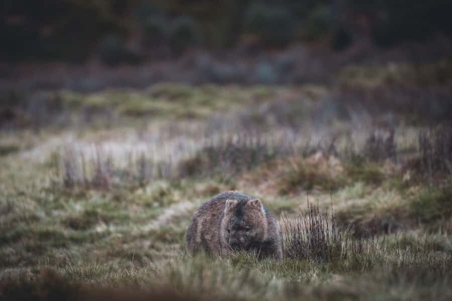 Launceston: 2-Day Overnight Cradle Mt & Wineglass Bay Tour - Practical Details & What It Means for You