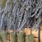 Lavender Farm Experience with Local Lunch, Day Trip from Toronto - The Itinerary: What to Expect
