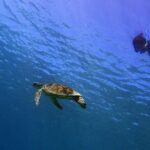 Learn to Stand Up Paddleboard! Includes 5 Star Snorkeling Tour! - The Itinerary in Detail