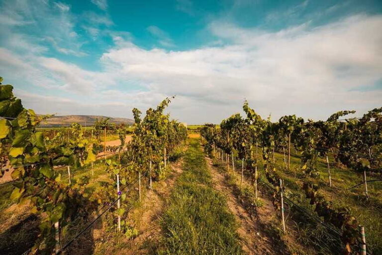 León: Wine Tasting & Vineyard Tour at Viñedo Jalpense - Why This Tour Offers Value