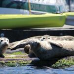 Liberty Bay Wildlife Kayaking - The Value of This Experience
