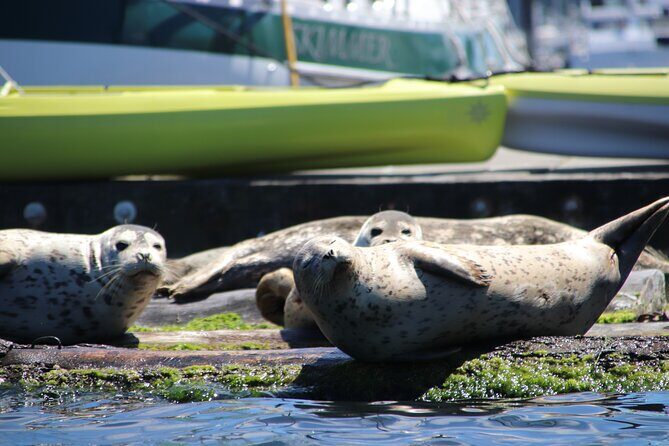 Liberty Bay Wildlife Kayaking - The Value of This Experience