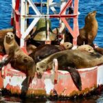 Lil Toot Santa Barbara Private Boat Tour - The Itinerary in Detail: What You Can Expect