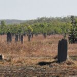 Litchfield National Park Day Tour & Berry Springs, Max 11 Guests - The Price Point: Is It Worth It?