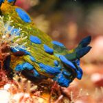 Little Barrier Island: Full-Day Scuba Dive Charter - The Sum Up