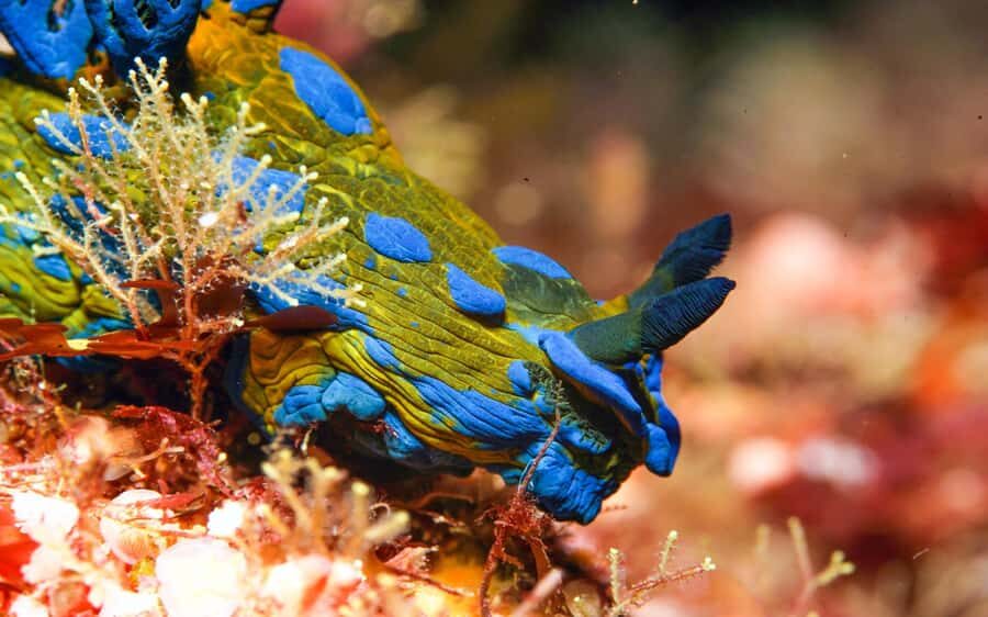 Little Barrier Island: Full-Day Scuba Dive Charter - The Sum Up