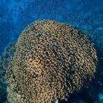 Little Tobago: Glass Bottom Boat Tour - The Coastal Drive: Setting the Scene