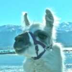 Llama Trek (Half-day) - Kaikoura Bay, Beaches & Seal Colony - The Sum Up: Who Will Love This Tour?