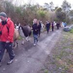 Llama Trek (Taster) - Kowhai River Valley and Native Woodland Tour - Who Would Love This Experience?
