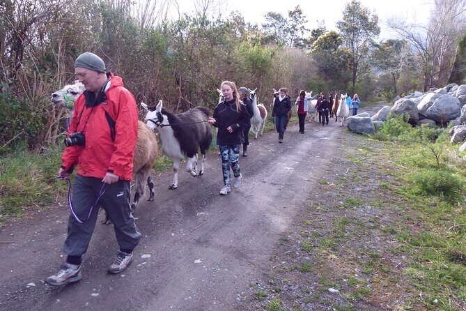 Llama Trek (Taster) - Kowhai River Valley and Native Woodland Tour - Who Would Love This Experience?
