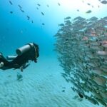 Local Dive in Playa del Carmen - The Itinerary: What to Expect on Your Day