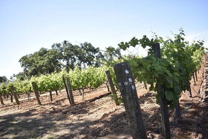 Lodi wine tasting tours Customized private 1 to 14 passenger - The Itinerary: What to Expect