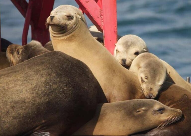 Long Beach: Sightseeing Harbor Cruise - Practical Details and Tips