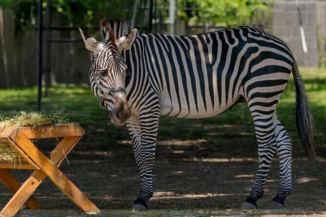 Long Island Farm & Wildplay Jones Beach Tour | Kids 50% Off - The Sum Up: Who Should Consider This Tour?