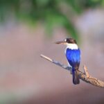 LookAbout Darwin, Wetlands & Wildlife Premium Tour - Max 6 Guests - Why We Think This Tour Works