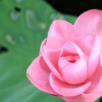 LookAbout Darwin Wetlands Wildlife Premium Tour Max 6 Guests - What You Can Expect at Each Stop