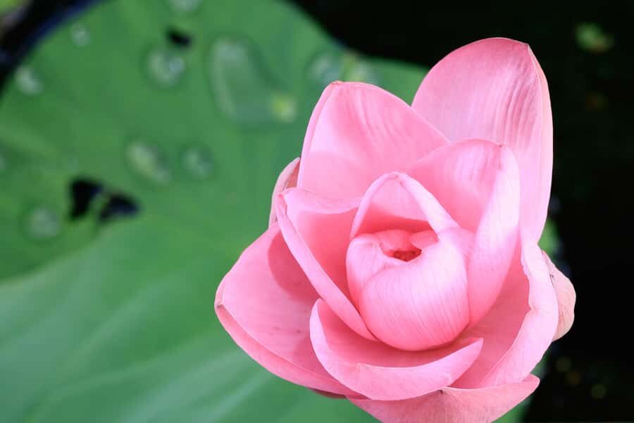 LookAbout Darwin Wetlands Wildlife Premium Tour Max 6 Guests - What You Can Expect at Each Stop