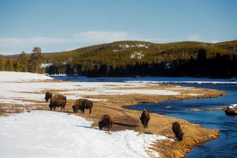 Los Angeles: 7-Day Small Group Yellowstone Tour Round Trip - A Detailed Look at the Itinerary