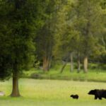 Los Angeles: 8-Day Antelope and Yellowstone Tour - Transportation, Accommodation, and Group Dynamics