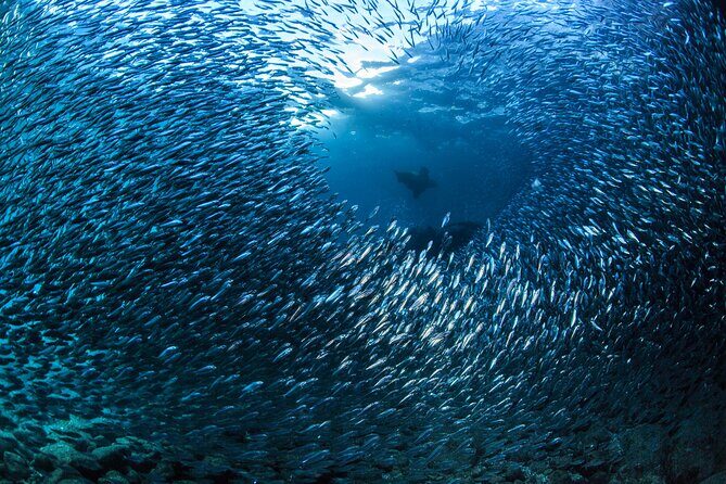 Los Cabos 2 tanks dive to The Corridor (Certified divers) - Frequently Asked Questions