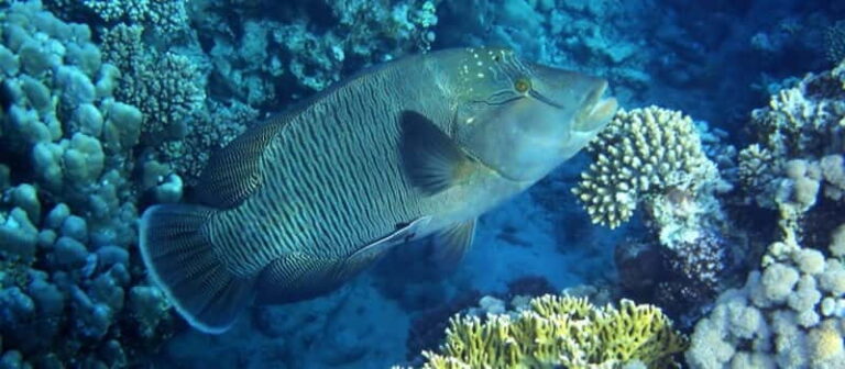 Los Cabos: 3-Hour Introductory Scuba Diving Adventure - What Makes the Locations Special