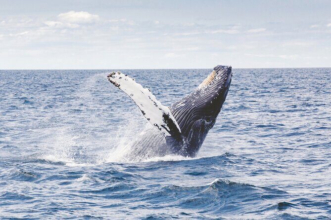 Los Cabos All Included Whale Watching Experience - Experience Quality and Group Size