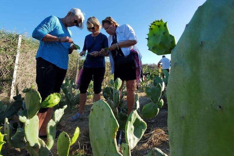 Los Cabos: Azteca Cactus Taco Farm to Table Cooking Class - A Deep Dive into the Experience