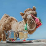 Los Cabos: Camel Ride Safari with Lunch and Tequila Tasting - Who Is This Tour Best For?