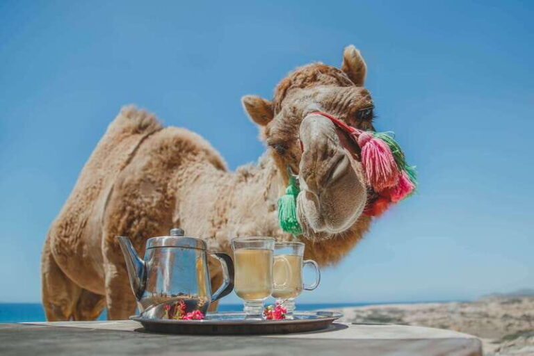 Los Cabos: Camel Ride Safari with Lunch and Tequila Tasting - Who Is This Tour Best For?