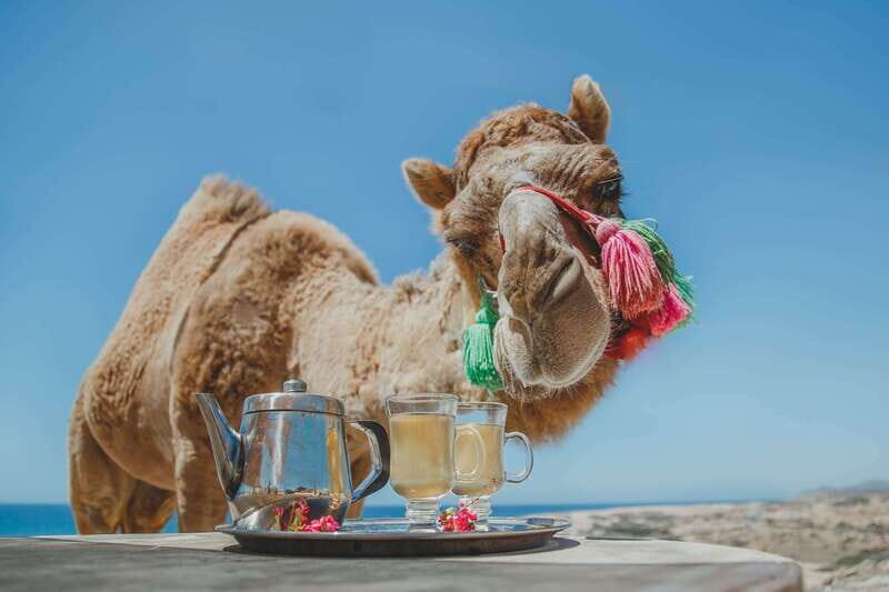 Los Cabos: Camel Ride Safari with Lunch and Tequila Tasting - Who Is This Tour Best For?