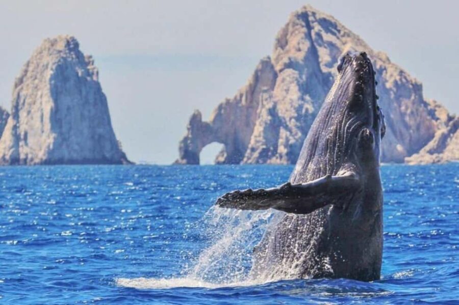 Los Cabos: Catamaran Whale Watching Cruise - The Experience in Detail