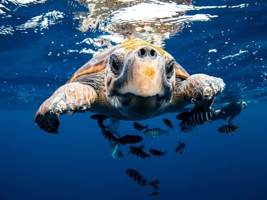 Los Cabos: Ocean Safari Snorkeling and Freediving Tour - Who Will Love This Tour?