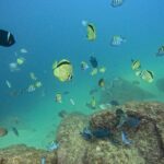 Los Cabos Open Water Diver Course - What’s Included and Practical Details