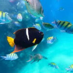 Los Cabos: SUP to The Arch & Snorkel + Transport & Photos - Price and Value Analysis