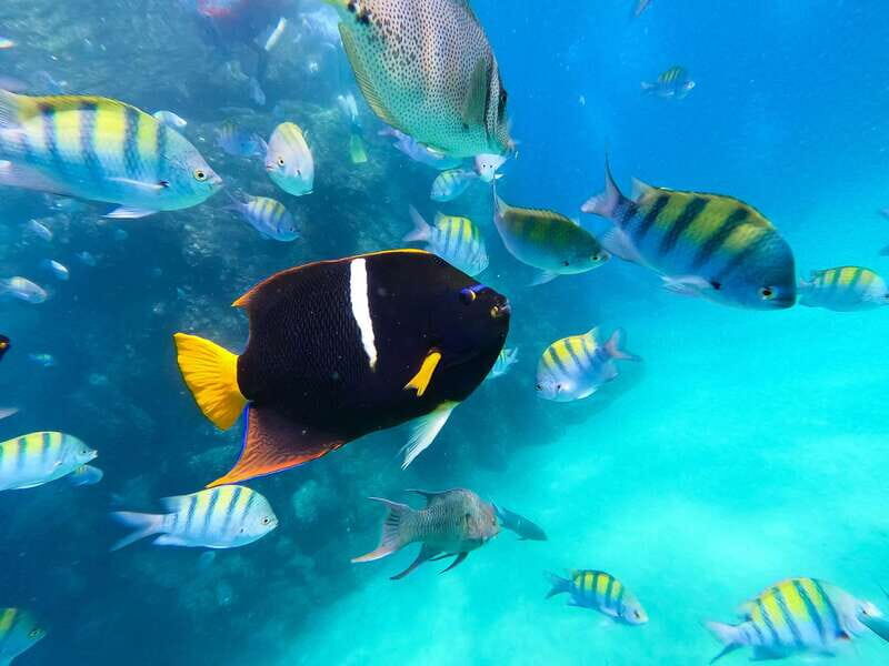 Los Cabos: SUP to The Arch & Snorkel + Transport & Photos - Price and Value Analysis