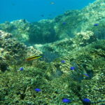 Los Cabos: The Arch and Lover's Beach Kayaking + Snorkeling - Snorkeling Highlights and Marine Life