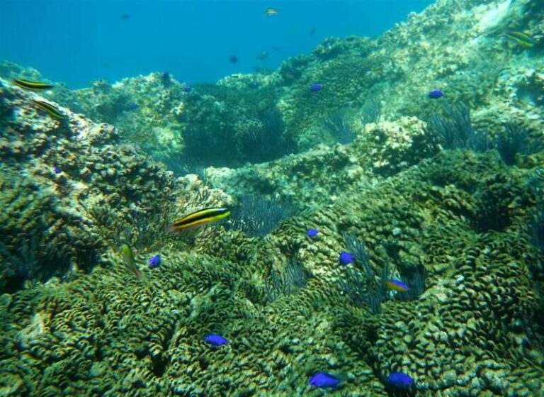 Los Cabos: The Arch and Lover's Beach Kayaking + Snorkeling - Snorkeling Highlights and Marine Life