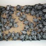 Los Cabos Turtle Release Eco-Experience - FAQ