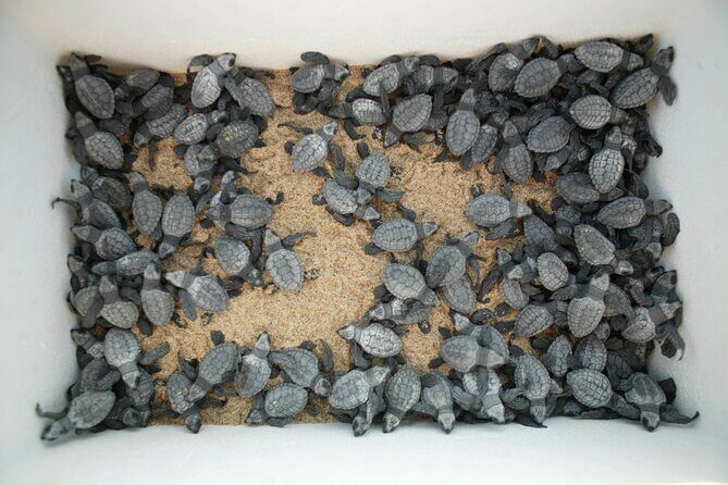 Los Cabos Turtle Release Eco-Experience - FAQ