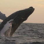 Los Cabos: Whale Watching and Safari - Practicalities: How the Tour Runs