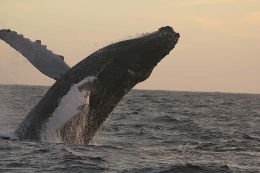 Los Cabos: Whale Watching and Safari - Practicalities: How the Tour Runs