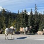 Louise, Moraine/Johnston Canyon, Minnewanka & Banff Town - Final Thoughts: Is It Worth It?