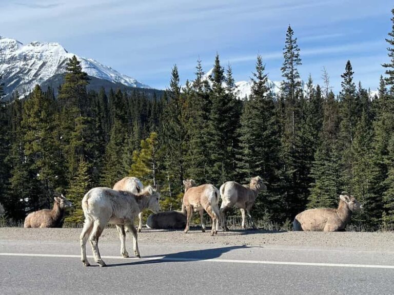 Louise, Moraine/Johnston Canyon, Minnewanka & Banff Town - Final Thoughts: Is It Worth It?