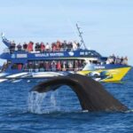 Lyttelton Port: Day Tour 3 options for Cruise Passengers - Arthur’s Pass & Castle Hill: Mountain Majesty & Limestone Wonders