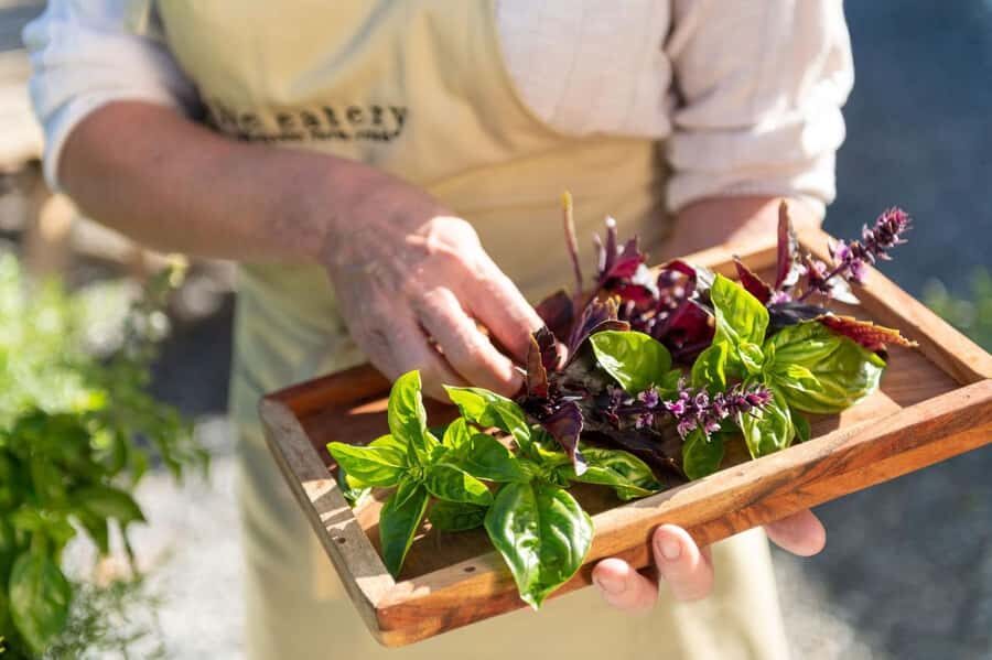 Maggie Beer's Farm Hands-on Cooking School and Lunch - Authentic Insights from Past Participants