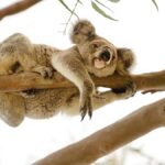 Magnetic Island: West Coast Eco Adventure Bus Tour - What Makes This Tour Stand Out?