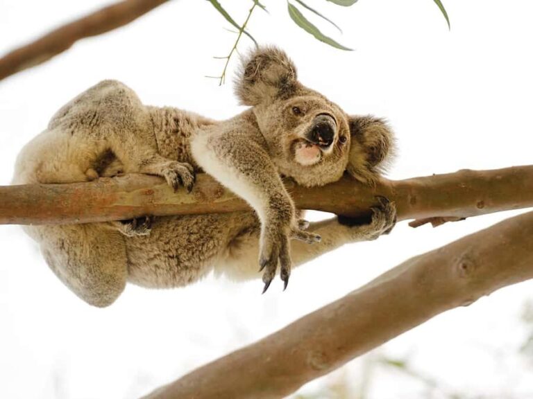 Magnetic Island: West Coast Eco Adventure Bus Tour - What Makes This Tour Stand Out?