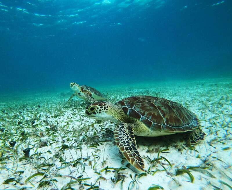 Mahahual: Snorkel Tour in Reef Lagoon - The Itinerary in Detail