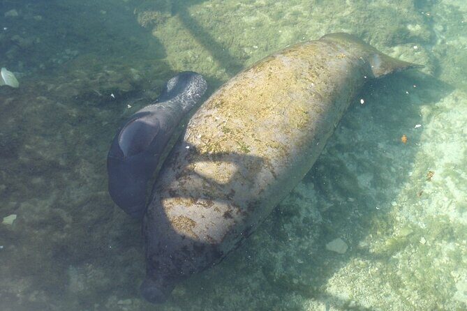 Manatee Springs Adventure Tour - What Makes This Tour Special