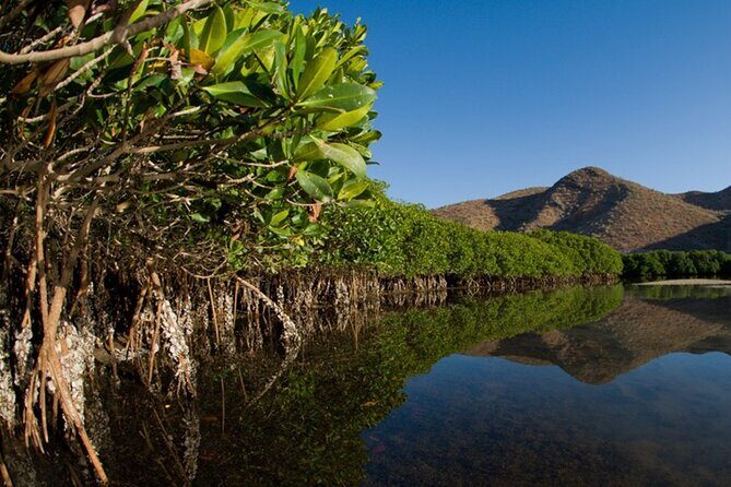 Mangrove Adventure with Snorkeling and Shellfish Tasting - Why This Tour Works Well